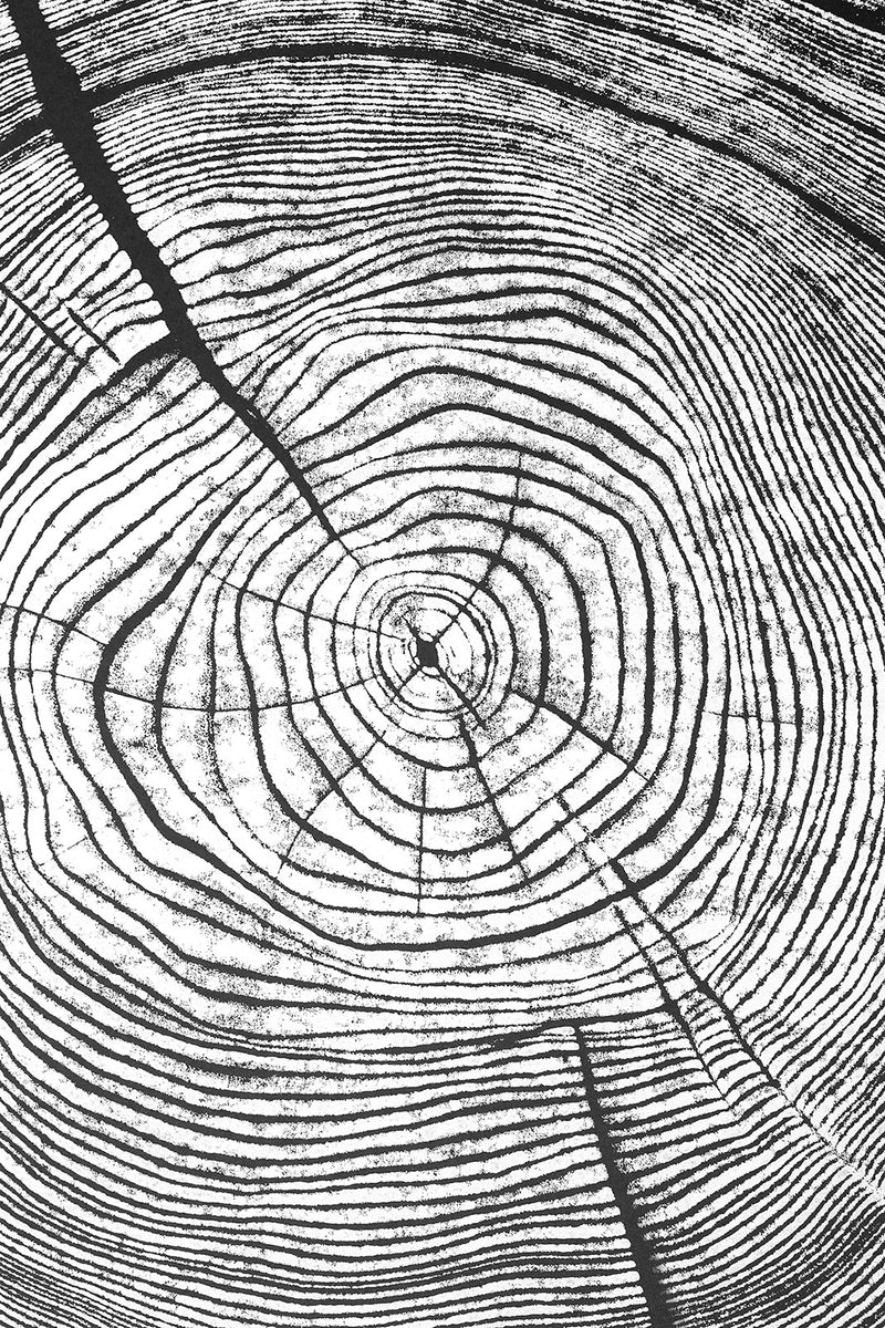 "Ash 81" Tree Print - Black Paper – HVRNT