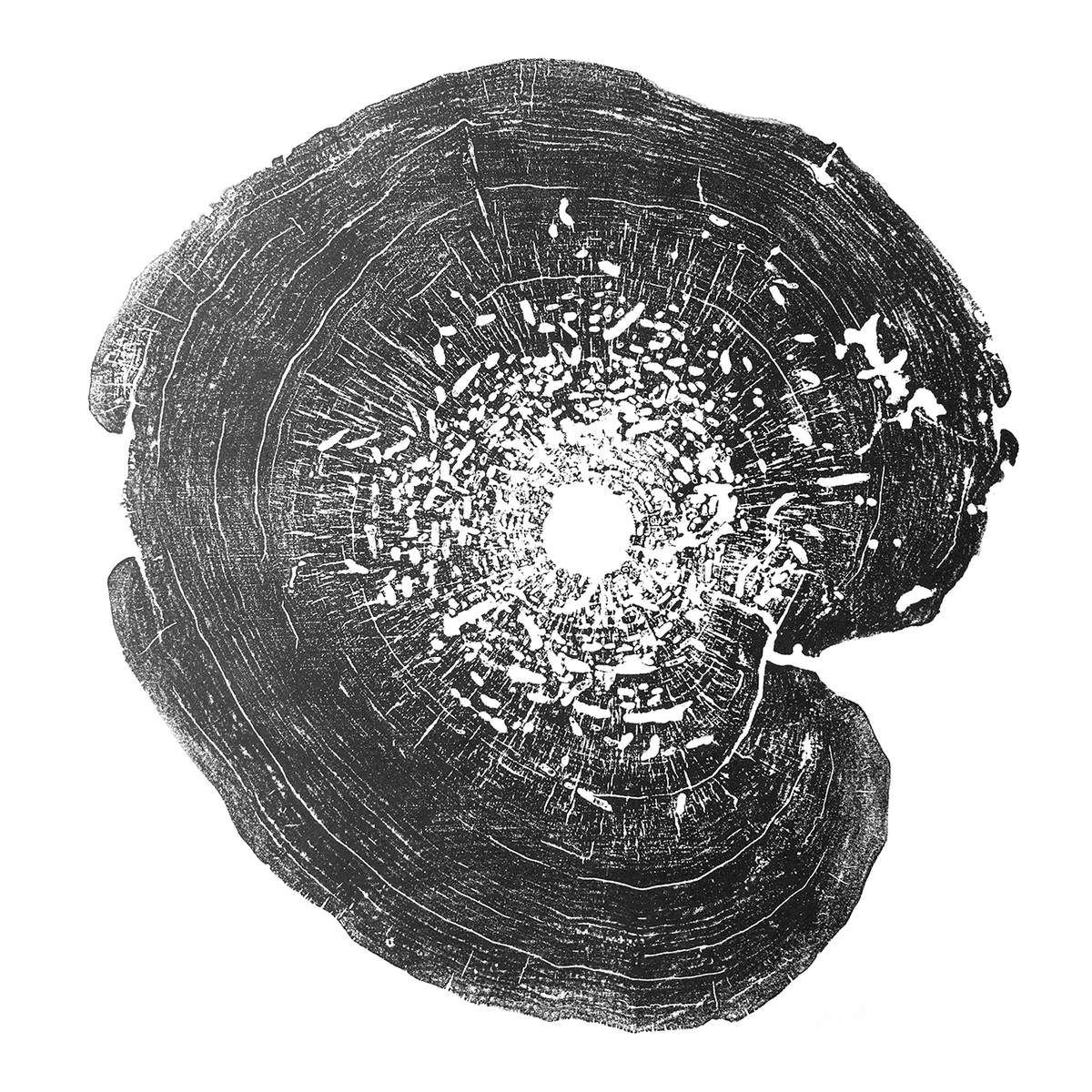 "Box Elder" Tree Print - White Paper – HVRNT