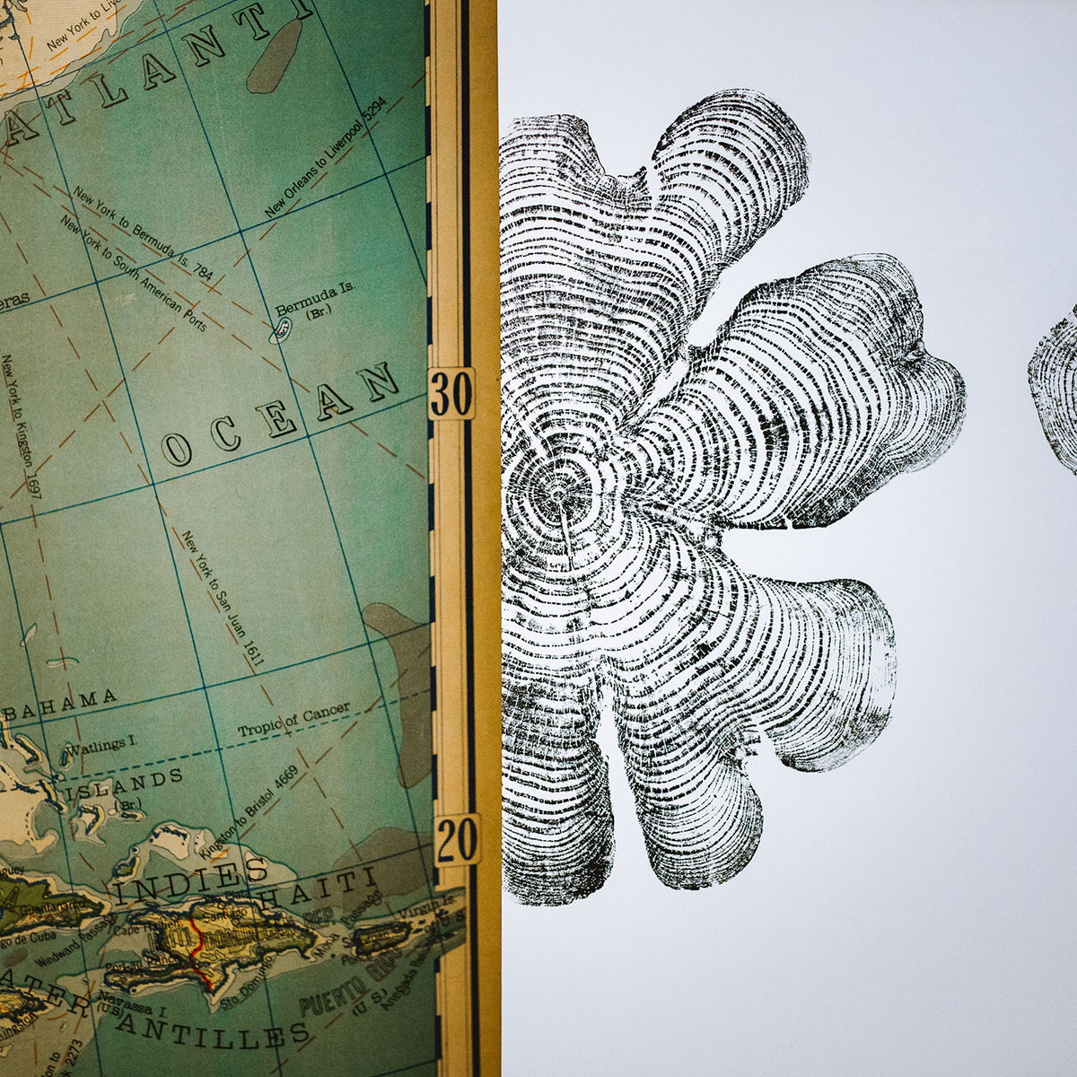 "Cedar - Half&Half" Tree Print - Tree Print – HVRNT