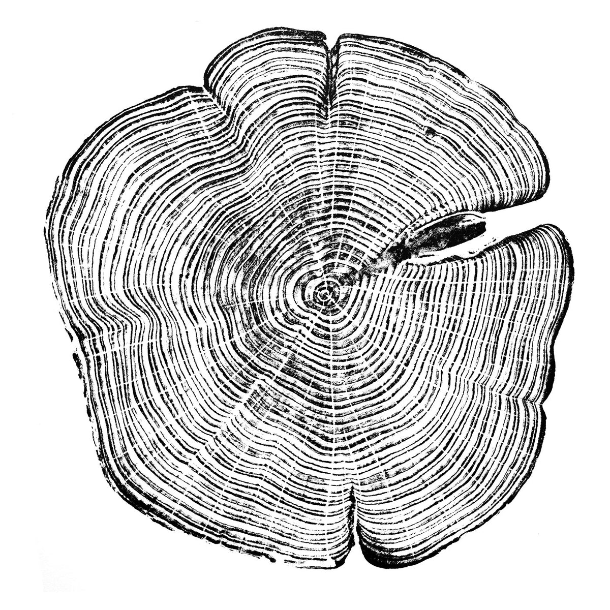 "Cedar 44" Tree Print - White Paper – HVRNT