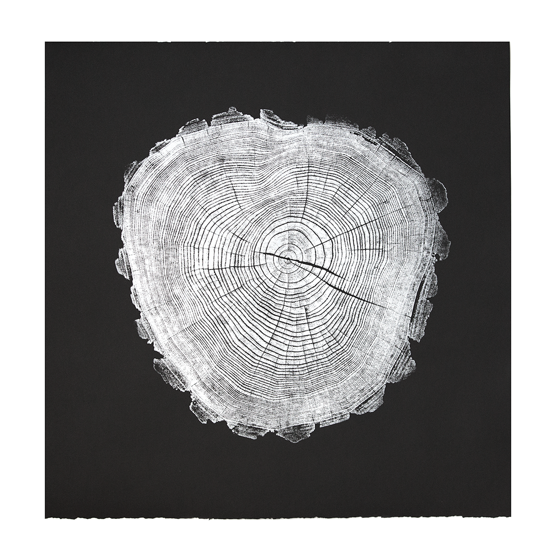 "Black Locust 58" Tree Print - Black Paper – HVRNT