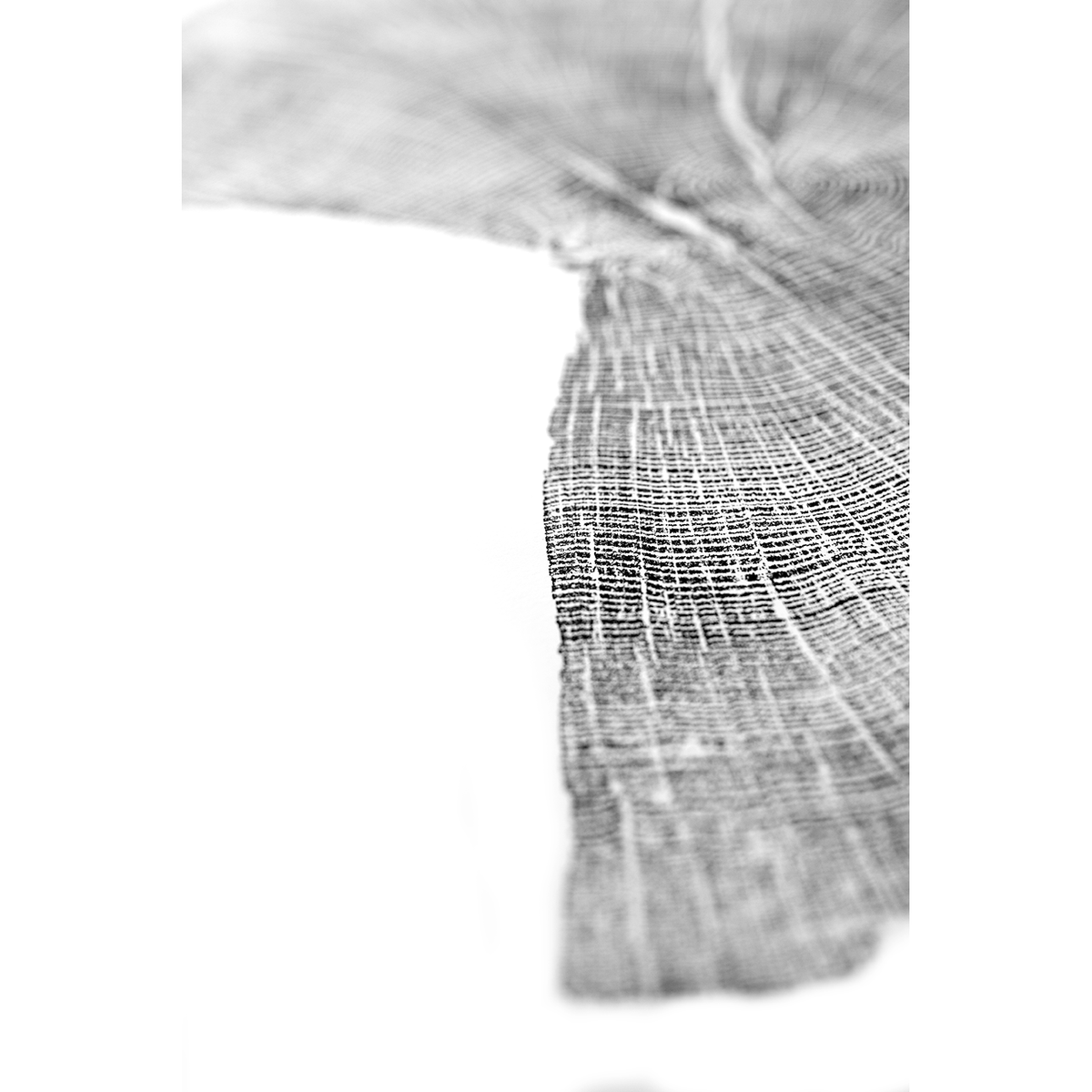 "Three Quarters White Oak" Tree Print - White Paper – HVRNT