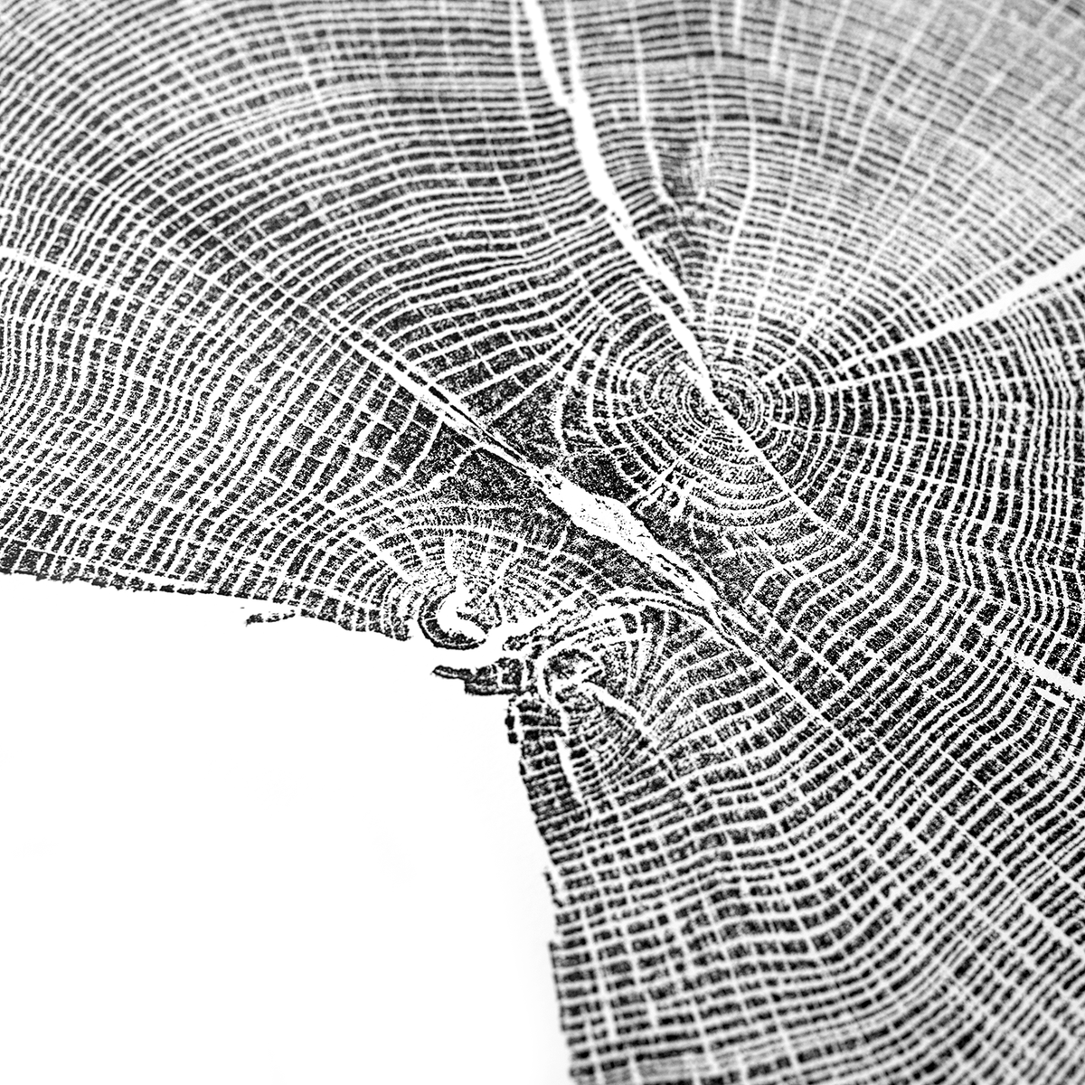 "Three Quarters White Oak" Tree Print - White Paper – HVRNT