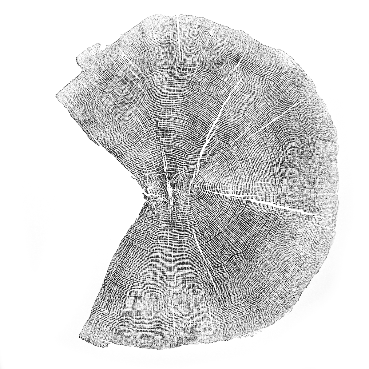 "Three Quarters White Oak" Tree Print - White Paper – HVRNT